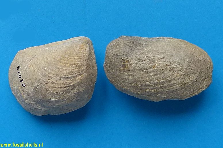 International Fossil Shell Museum - Foundation for the study of shells ...