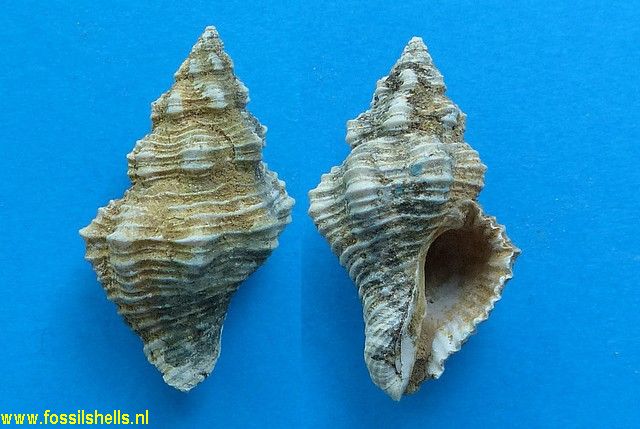 International Fossil Shell Museum - Foundation for the study of shells ...