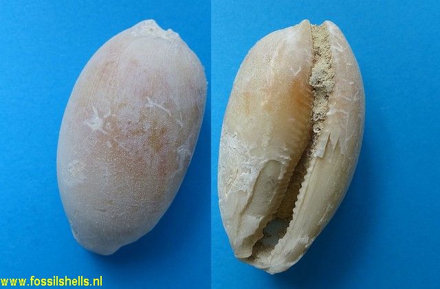 International Fossil Shell Museum - Foundation for the study of shells ...