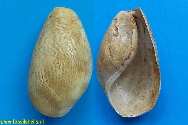 International Fossil Shell Museum - Foundation for the study of shells ...