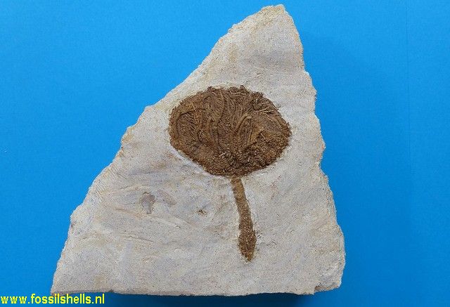 International Fossil Shell Museum - Foundation for the study of shells ...