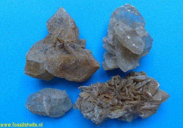 International Fossil Shell Museum - Foundation for the study of shells ...