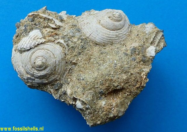International Fossil Shell Museum - Foundation for the study of shells ...