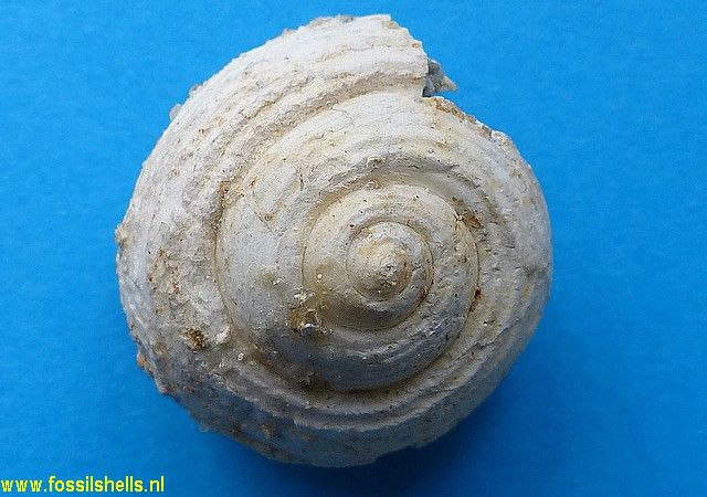 International Fossil Shell Museum - Foundation for the study of shells ...