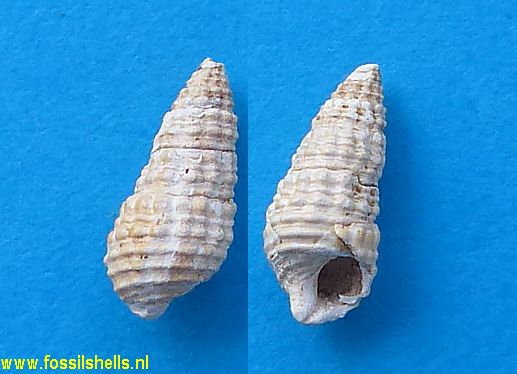 International Fossil Shell Museum - Foundation for the study of shells ...