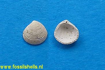 International Fossil Shell Museum - Foundation for the study of shells ...