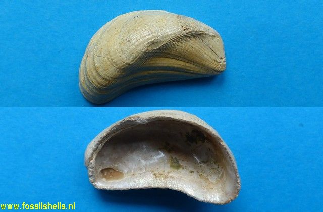 International Fossil Shell Museum - Foundation for the study of shells ...