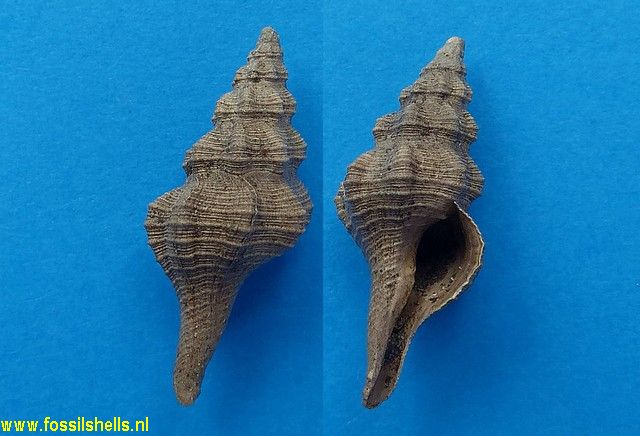 International Fossil Shell Museum - Foundation for the study of shells ...