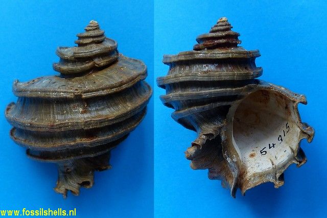 International Fossil Shell Museum - Foundation for the study of shells ...