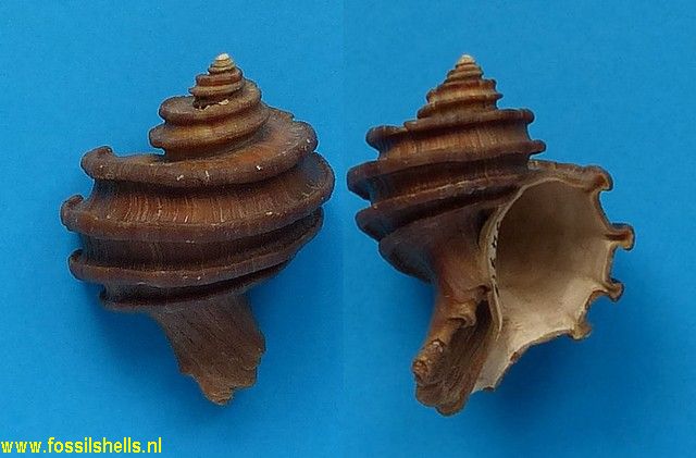 International Fossil Shell Museum - Foundation for the study of shells ...