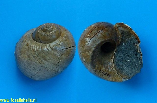 International Fossil Shell Museum - Foundation for the study of shells ...