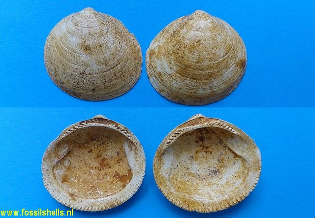 International Fossil Shell Museum - Foundation for the study of shells ...