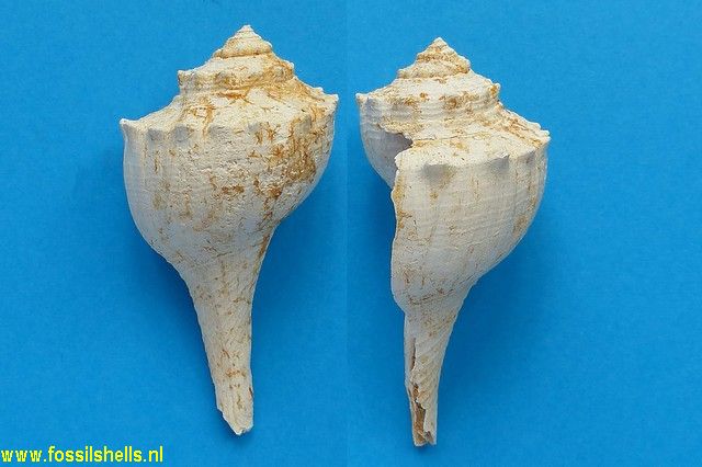 International Fossil Shell Museum - Foundation for the study of shells ...