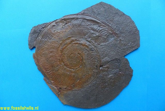 International Fossil Shell Museum - Foundation for the study of shells ...