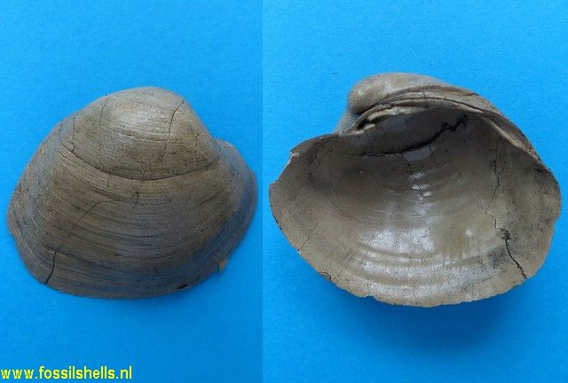 International Fossil Shell Museum - Foundation for the study of shells ...