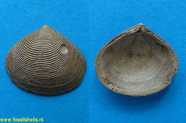 International Fossil Shell Museum - Foundation for the study of shells ...