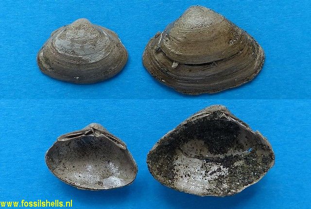 International Fossil Shell Museum - Foundation for the study of shells ...