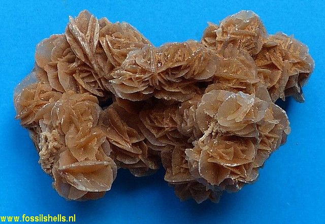 International Fossil Shell Museum - Foundation for the study of shells ...