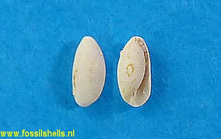 International Fossil Shell Museum - Foundation for the study of shells ...