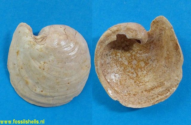 International Fossil Shell Museum - Foundation for the study of shells ...