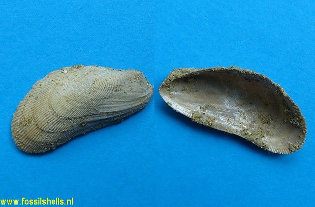 International Fossil Shell Museum - Foundation for the study of shells ...