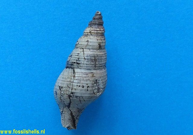 International Fossil Shell Museum - Foundation for the study of shells ...