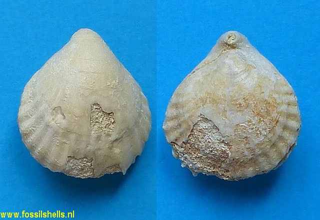 International Fossil Shell Museum - Foundation for the study of shells ...