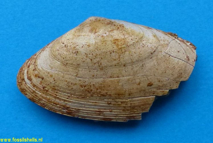 International Fossil Shell Museum - Foundation for the study of shells ...