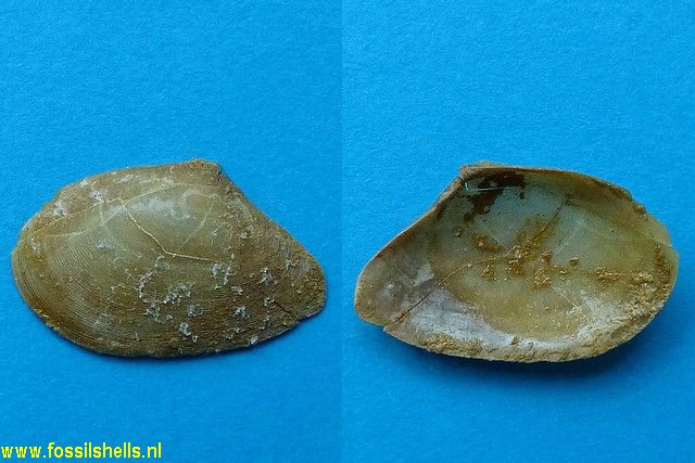 International Fossil Shell Museum - Foundation for the study of shells ...