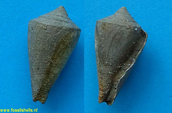 International Fossil Shell Museum - Foundation for the study of shells ...
