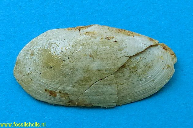 International Fossil Shell Museum - Foundation for the study of shells ...