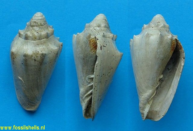International Fossil Shell Museum - Foundation for the study of shells ...