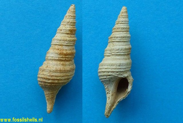 International Fossil Shell Museum - Foundation for the study of shells ...