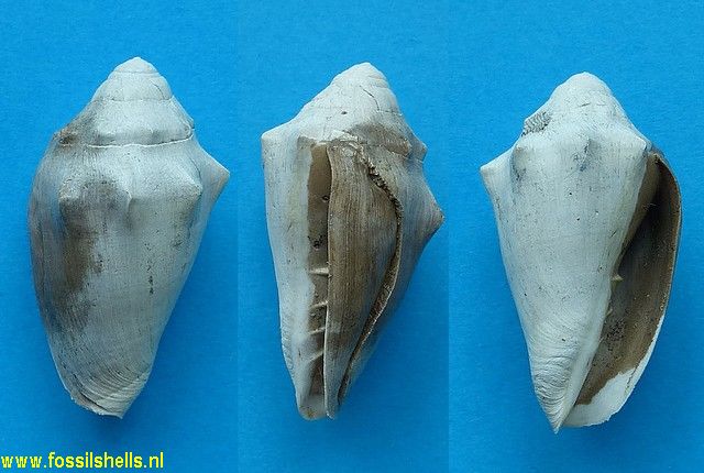 International Fossil Shell Museum - Foundation for the study of shells ...