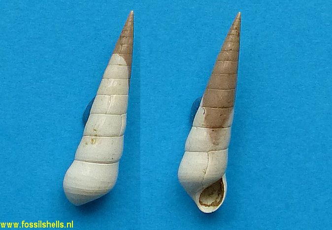International Fossil Shell Museum - Foundation for the study of shells ...