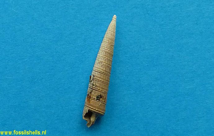 International Fossil Shell Museum - Foundation for the study of shells ...