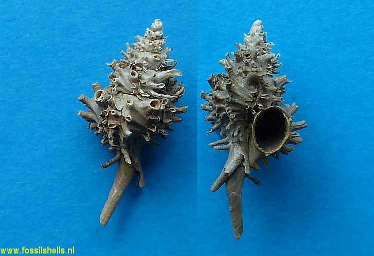 International Fossil Shell Museum - Foundation for the study of shells ...