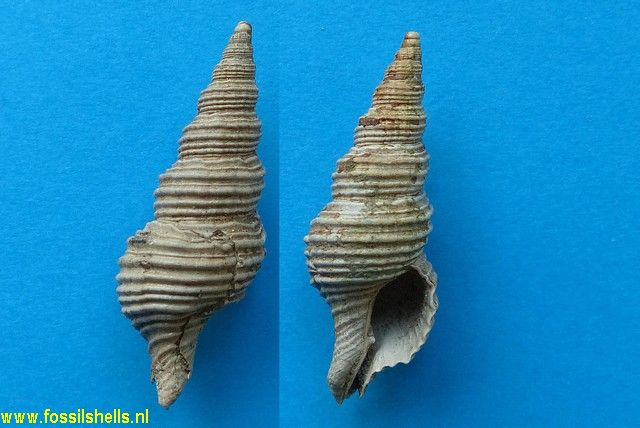 International Fossil Shell Museum - Foundation for the study of shells ...