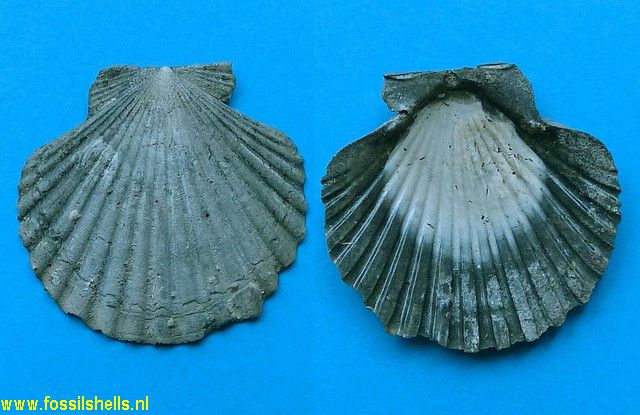 International Fossil Shell Museum - Foundation for the study of shells ...