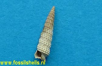 International Fossil Shell Museum - Foundation for the study of shells ...