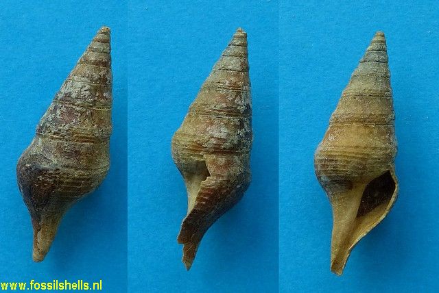 International Fossil Shell Museum - Foundation for the study of shells ...