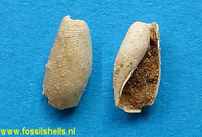 International Fossil Shell Museum - Foundation for the study of shells ...