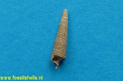 International Fossil Shell Museum - Foundation for the study of shells ...