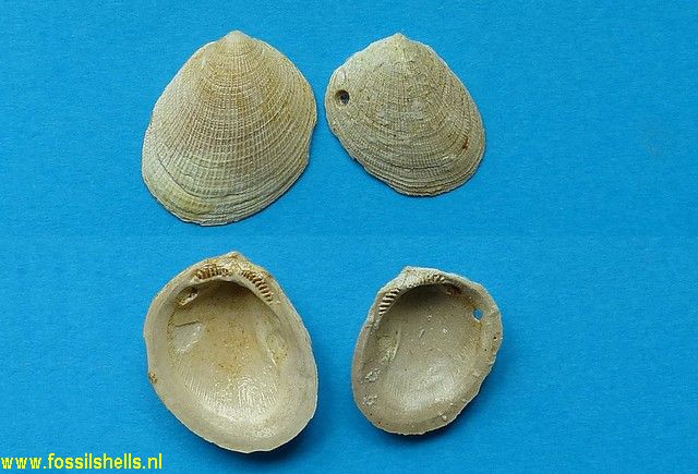 International Fossil Shell Museum - Foundation for the study of shells ...