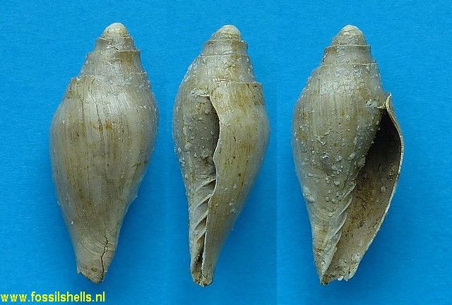 International Fossil Shell Museum - Foundation for the study of shells ...
