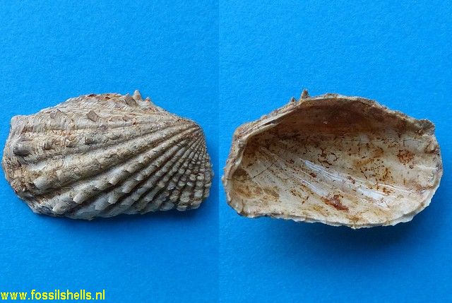 International Fossil Shell Museum - Foundation for the study of shells ...