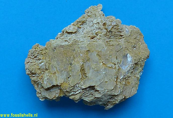 International Fossil Shell Museum - Foundation for the study of shells ...
