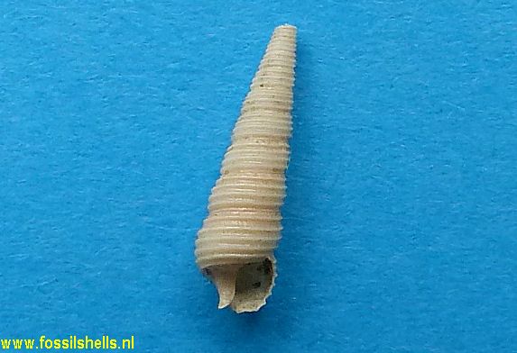 International Fossil Shell Museum - Foundation for the study of shells ...