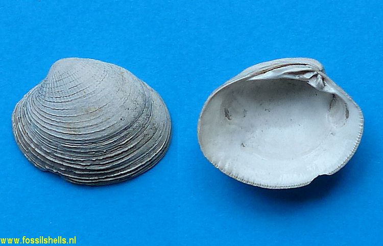 International Fossil Shell Museum - Foundation for the study of shells ...