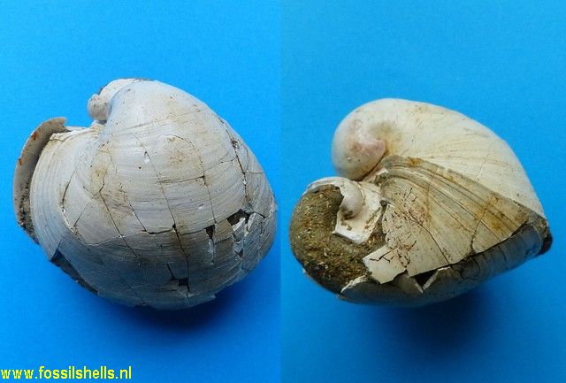 International Fossil Shell Museum - Foundation for the study of shells ...